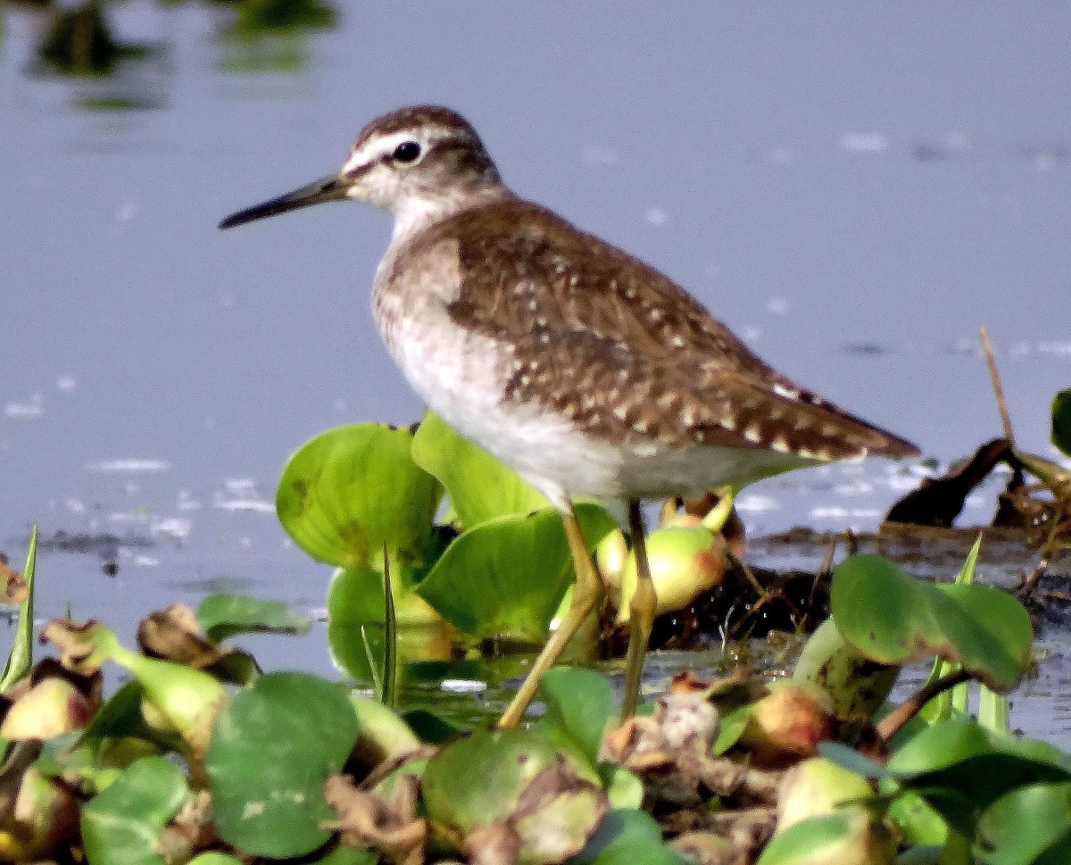 Pakhmara, the tribal bird hunters of Bengal and their presence in ...
