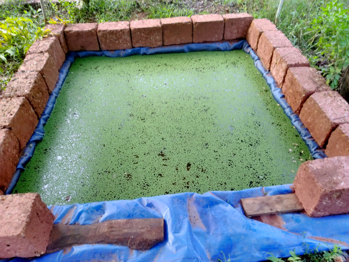 Azolla Plants - a Natural Nutrient Supply for the Cows - HubPages