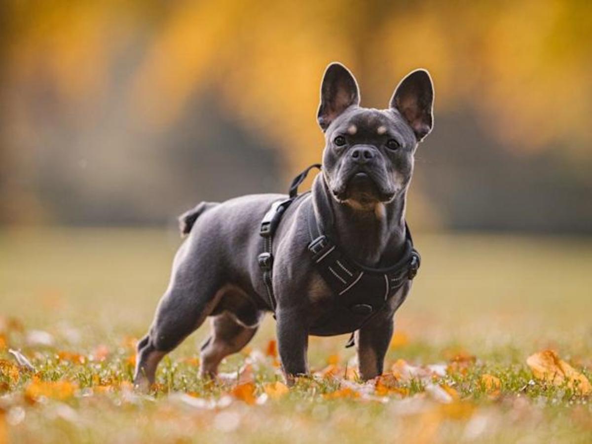 Is Purina Pro Plan Good For French Bulldogs HubPages