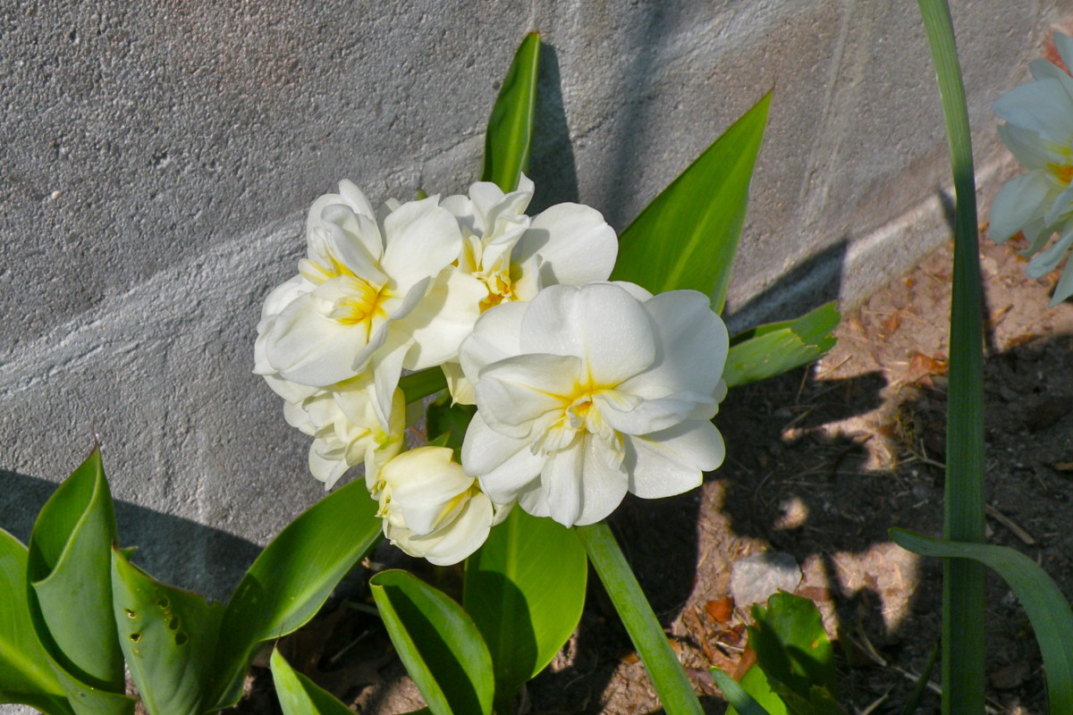 Spring Flower Pictures from a North Carolina Garden - HubPages