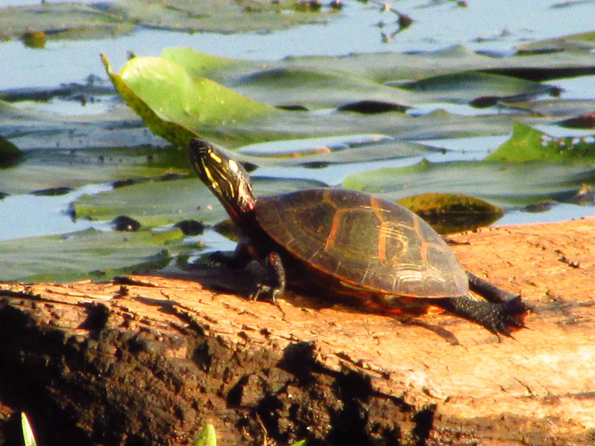 A Photo Tour of the Champlain Islands - HubPages