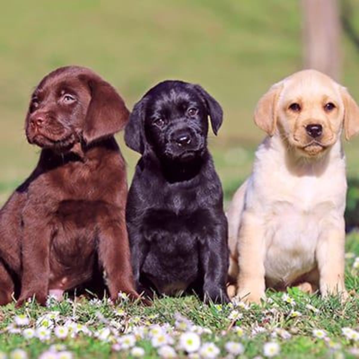 the 6 best dog breeds - HubPages