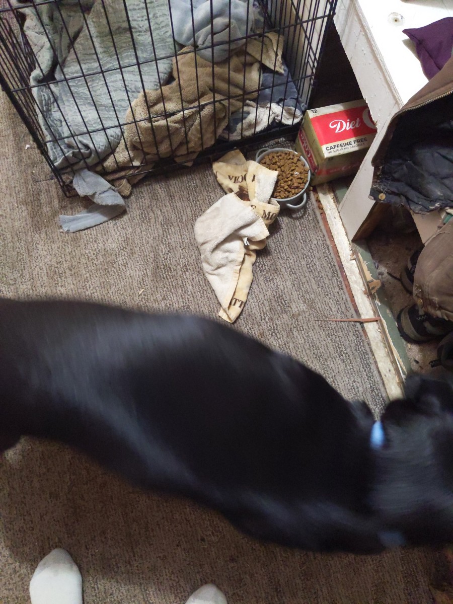 Labrador Retriever Food Hiding Behavior - HubPages