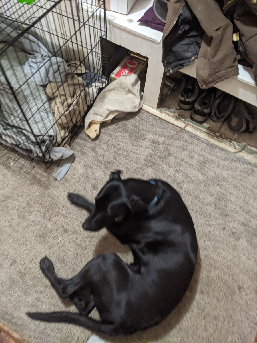 Labrador Retriever Food Hiding Behavior - HubPages