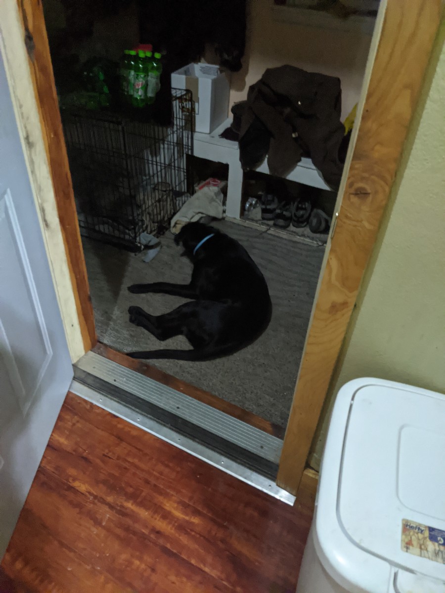 Labrador Retriever Food Hiding Behavior - HubPages