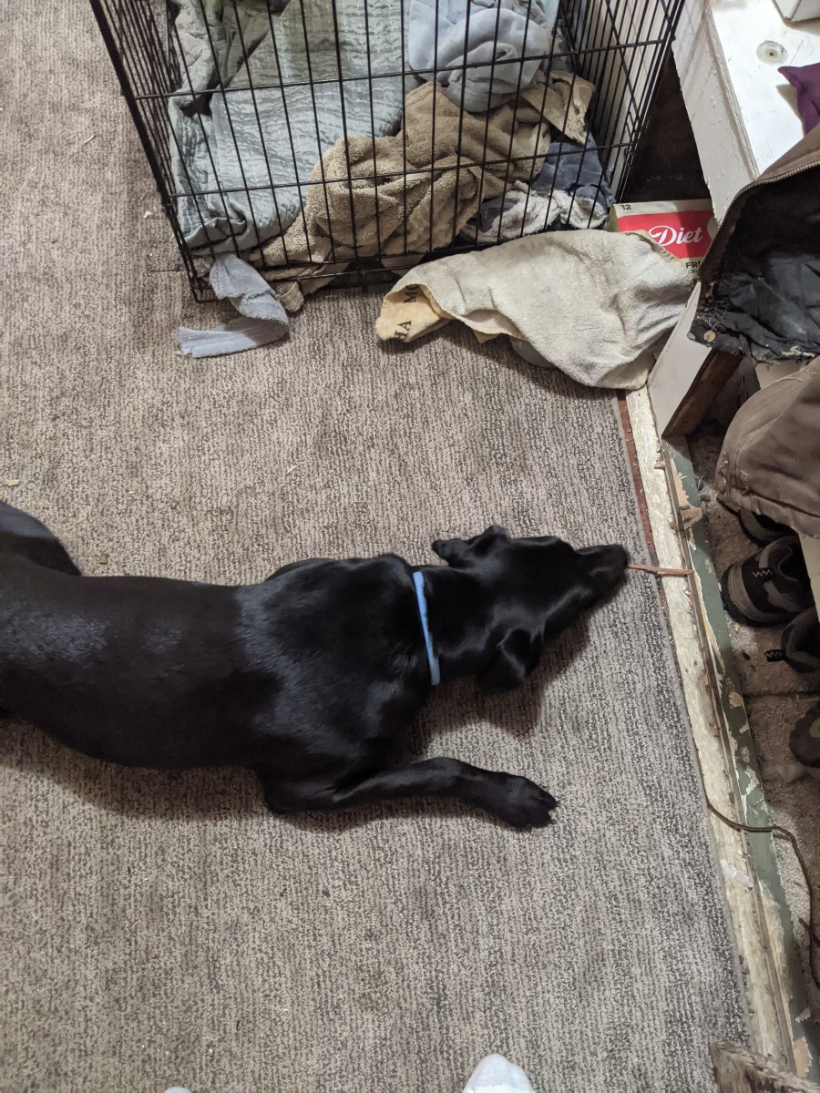 Labrador Retriever Food Hiding Behavior - HubPages