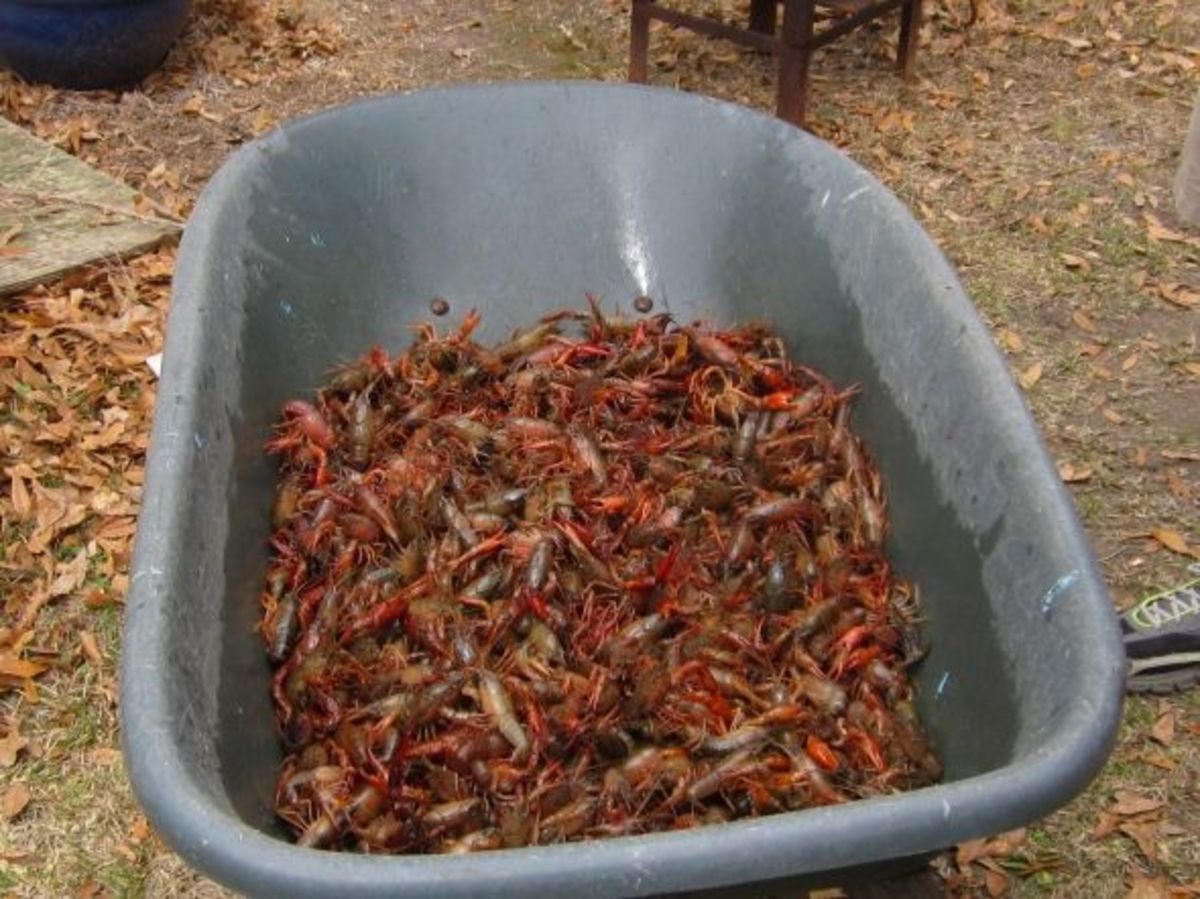 How to Cook Crawfish-Outdoor Cooking on the Bayou a Weekend Get ...