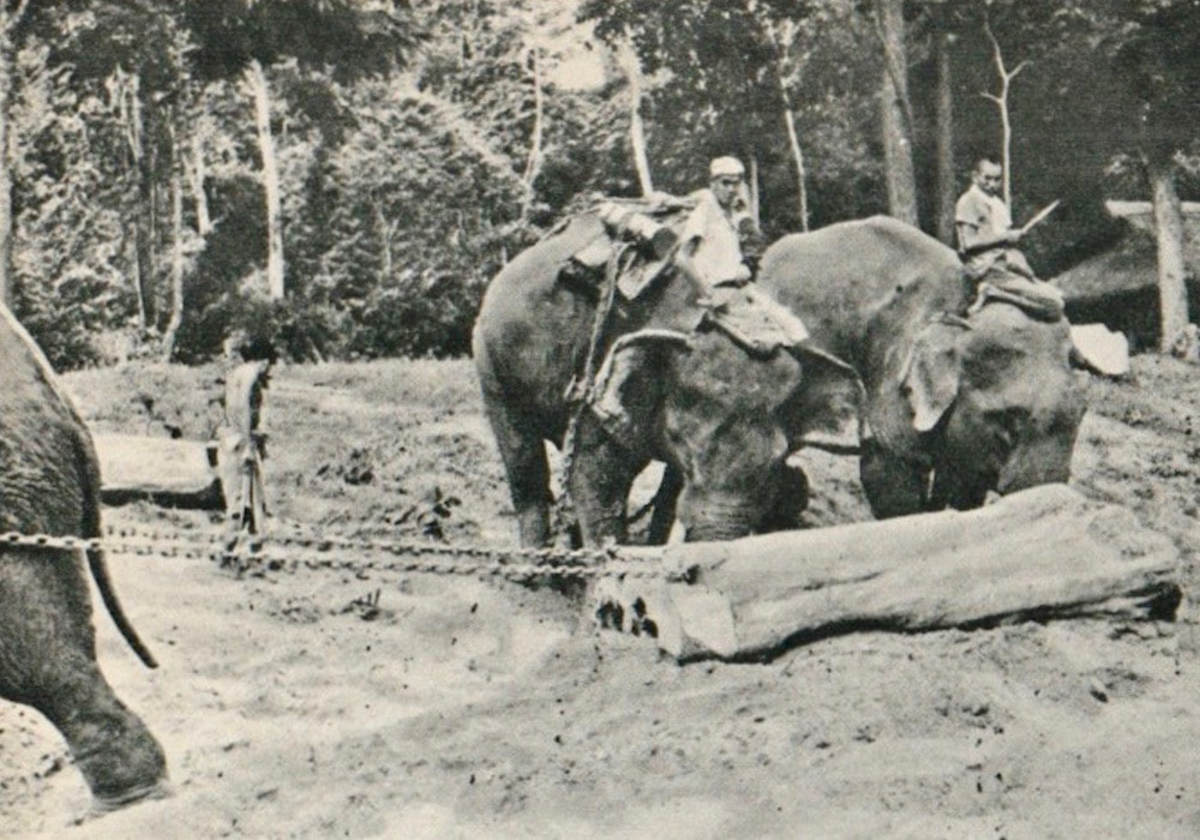 Lieutenant Colonel James Howard Williams and His Elephant Corps in ...