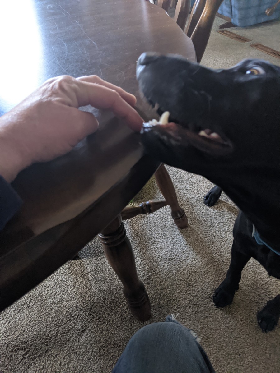 Jelly Beans Jaws - a Labrador Retriever's Delicate Touch - HubPages