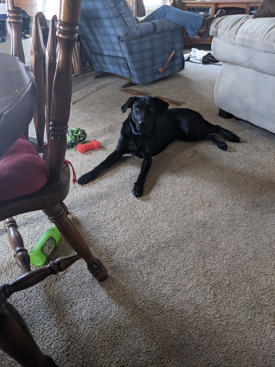 Jelly Beans Jaws - a Labrador Retriever's Delicate Touch - HubPages