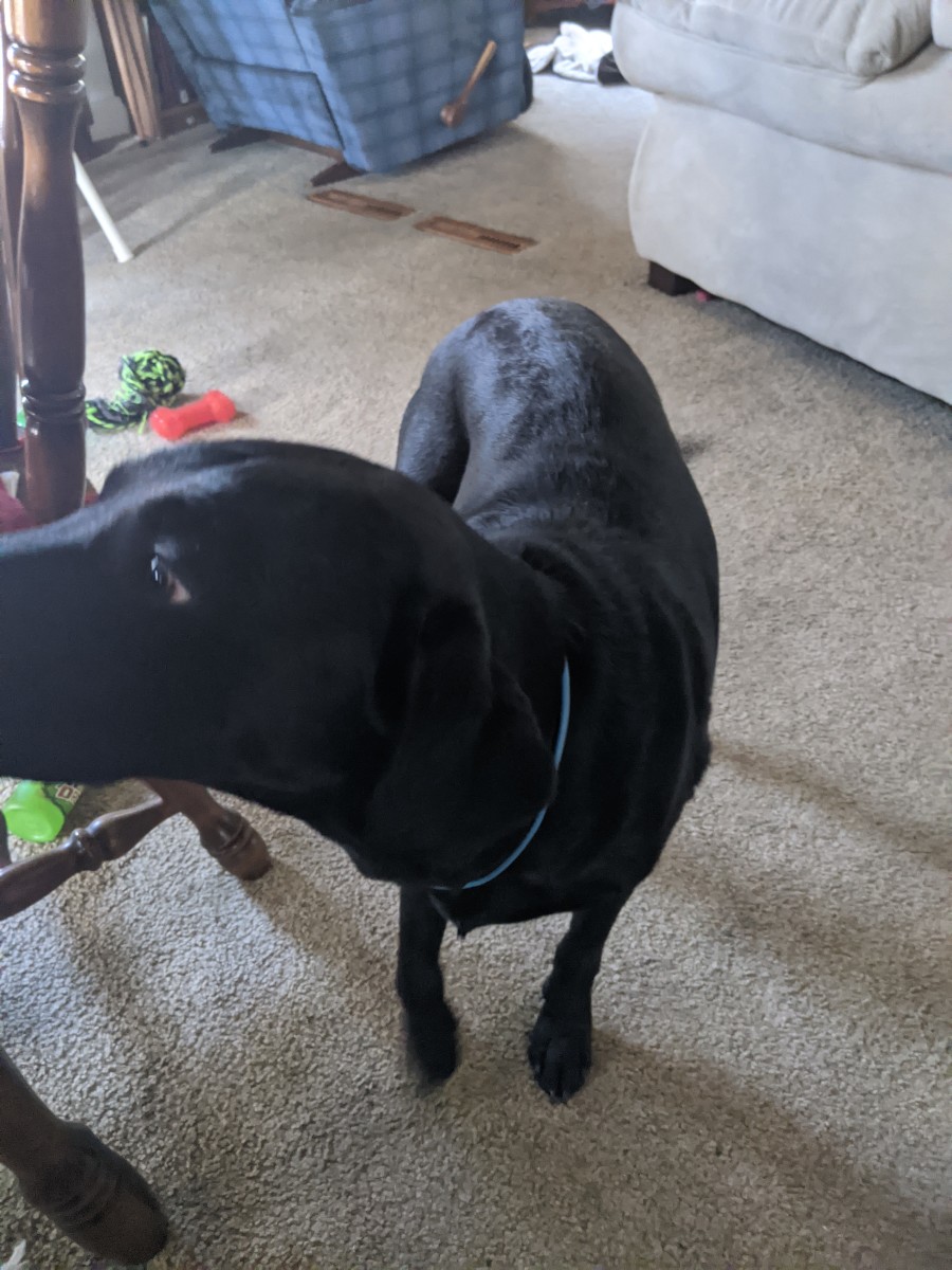 Jelly Beans Jaws - a Labrador Retriever's Delicate Touch - HubPages