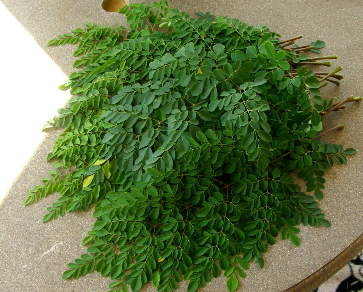 How to grow a Moringa tree: a Home-School Science Experiment, plus a ...