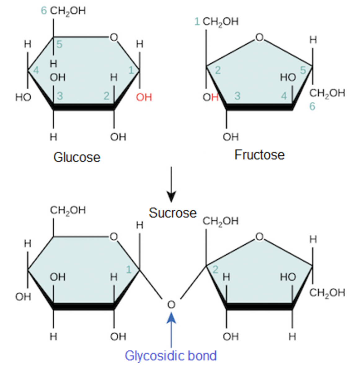 Biology 2: Chemical Bases of the Life 1 - HubPages