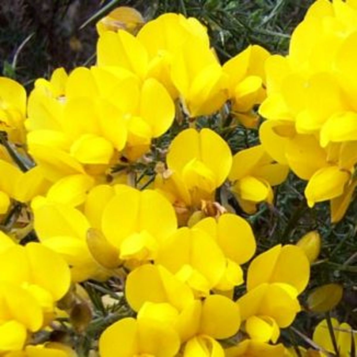 Wild Flowers of Ireland - HubPages