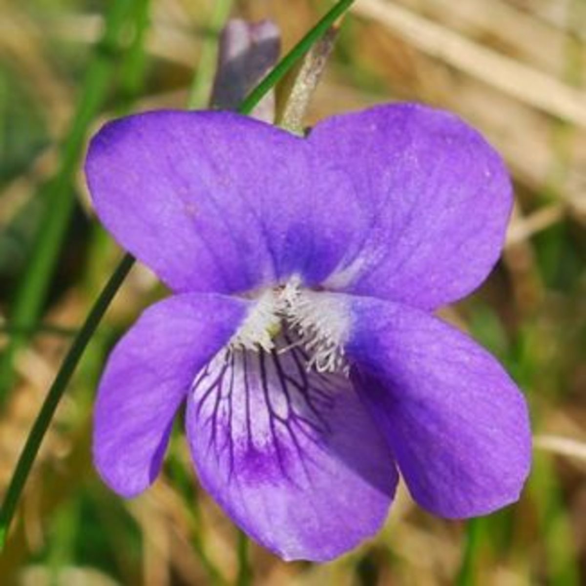 Wild Flowers of Ireland - HubPages