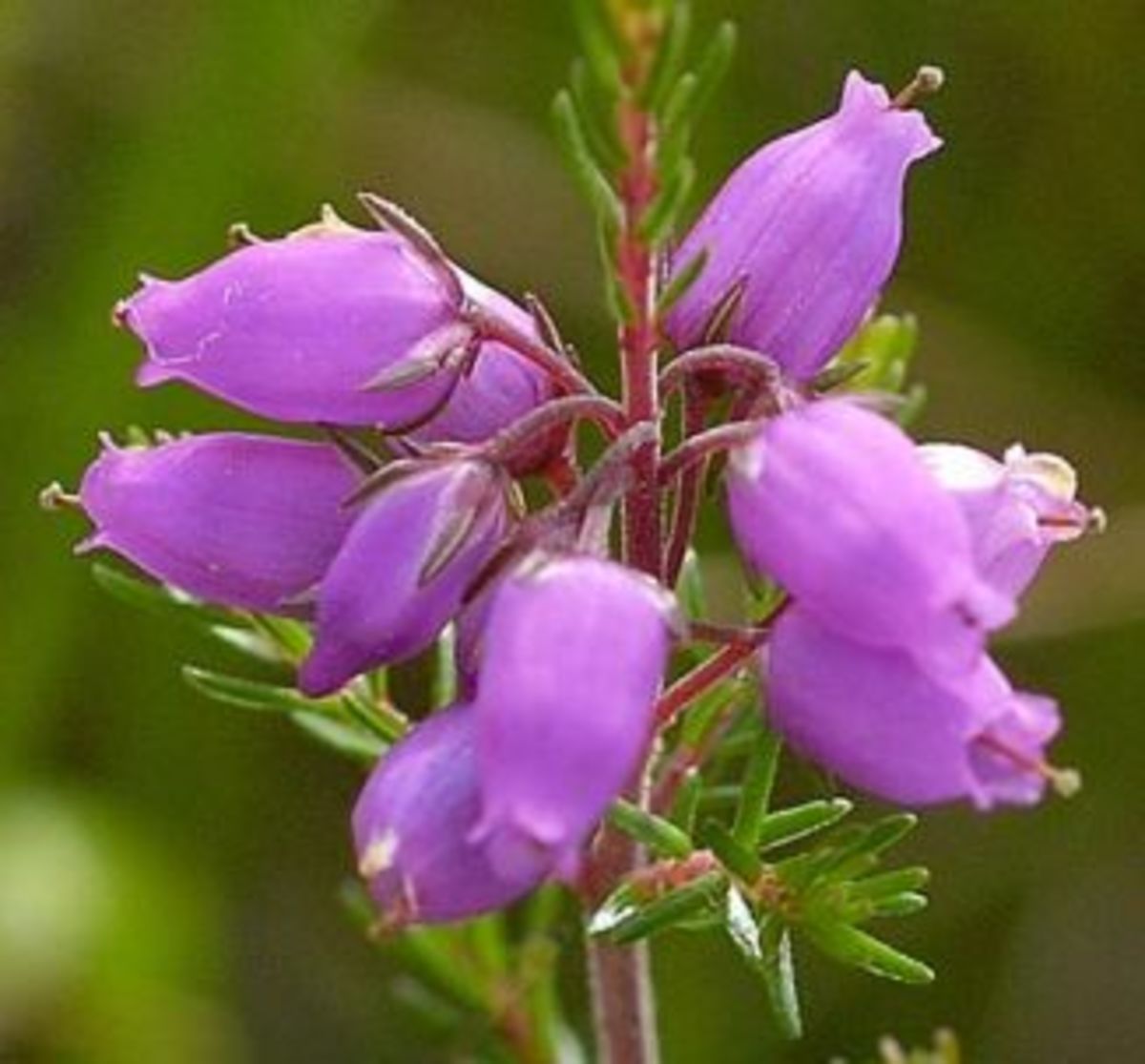Wild Flowers of Ireland - HubPages