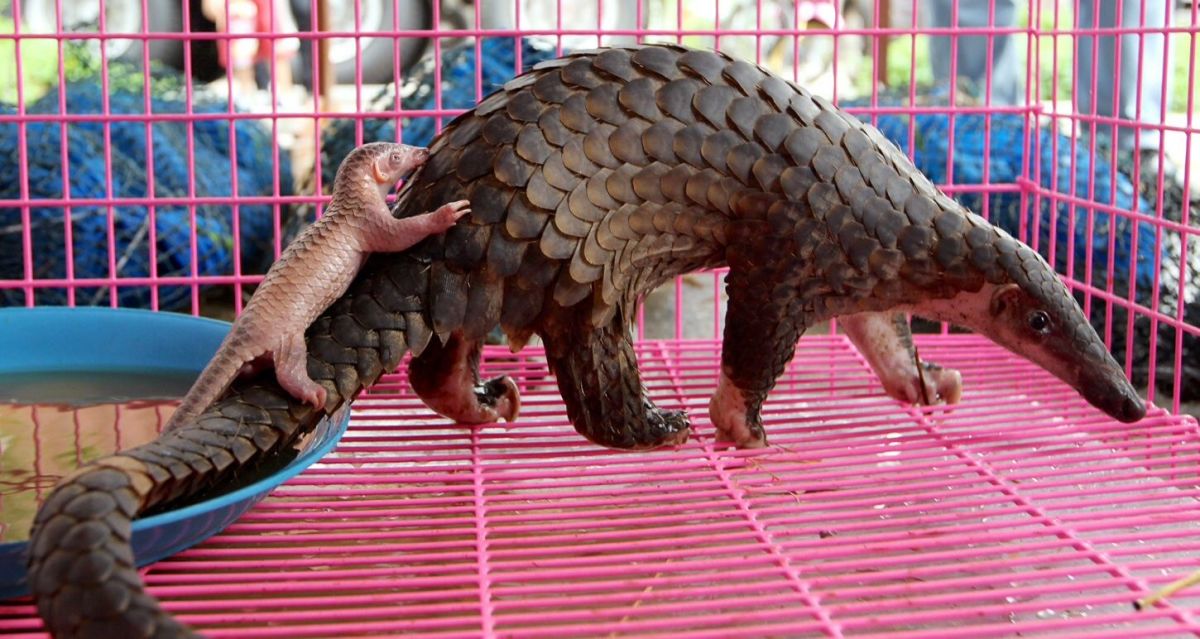 Critically Endangered Pangolins - HubPages