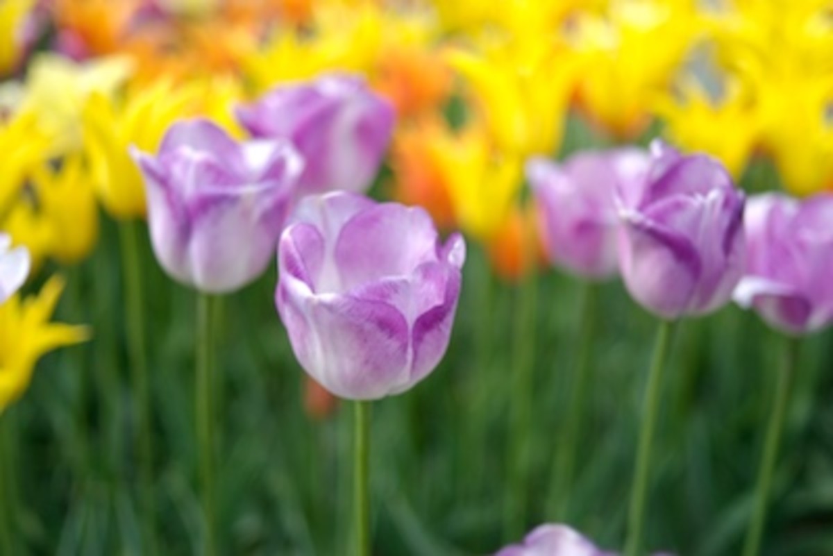Tulip Festivals: Celebrate Spring With Colorful Flowers - HubPages