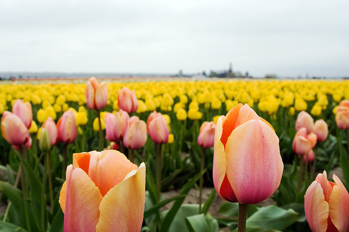Tulip Festivals: Celebrate Spring With Colorful Flowers - HubPages