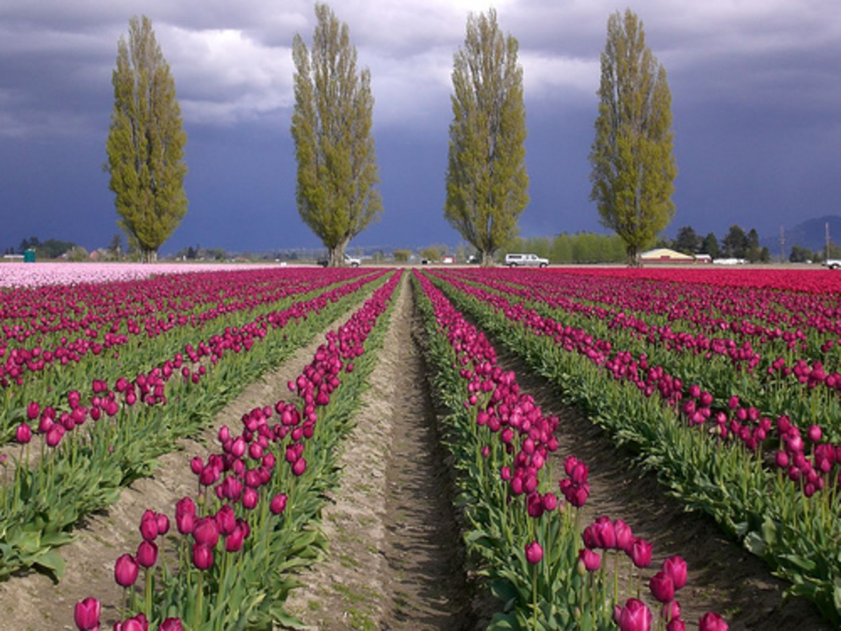 Tulip Festivals: Celebrate Spring With Colorful Flowers - HubPages