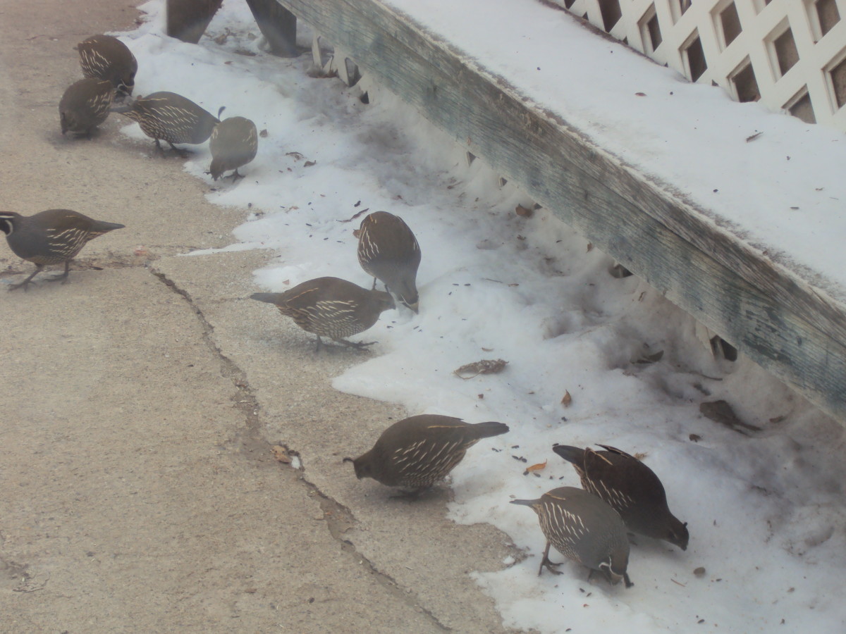 The Curious Tale of Curious Quentin Quail - HubPages