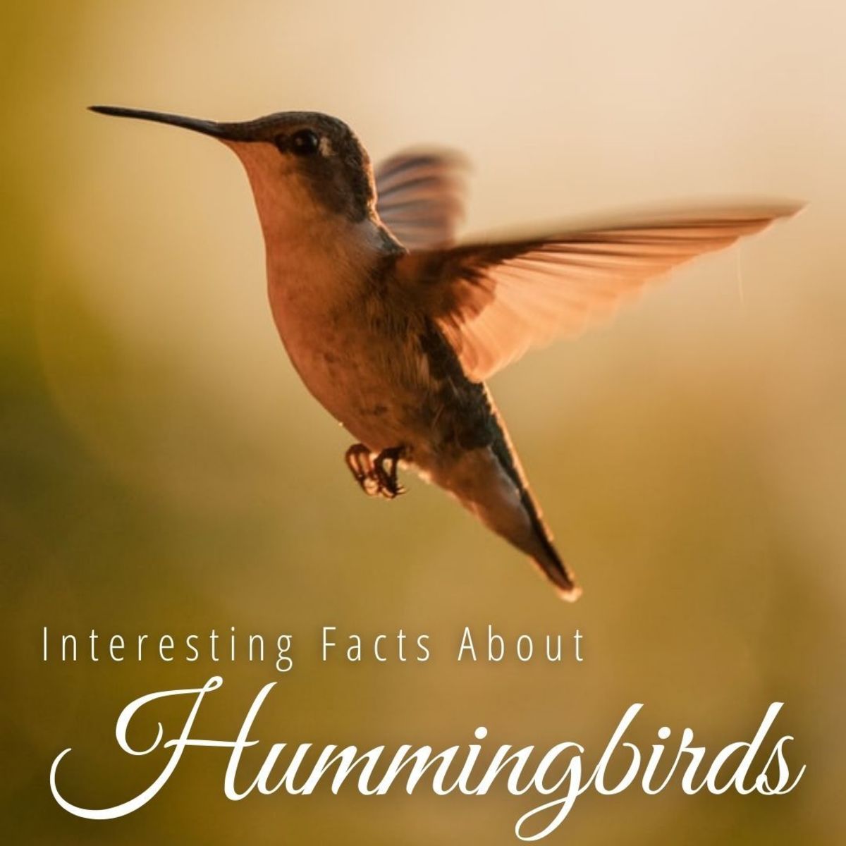 Catherine Tally on HubPages