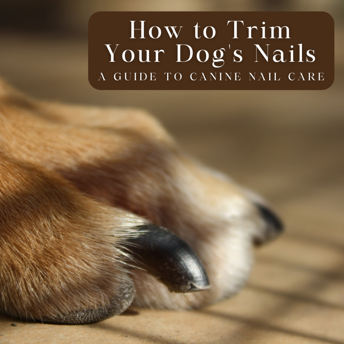 Nail Trimming For Dogs How Can I Cut My Dog s Nails PetHelpful