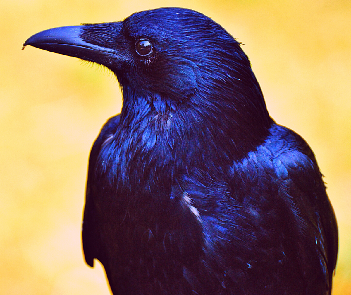 A Simple Guide to the Poetic Technique of Assonance - HubPages