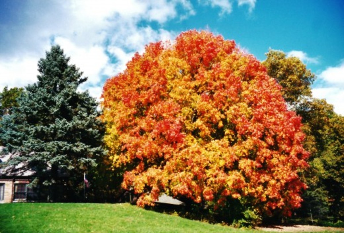 Reflections of What the Colorful Autumn Season Means - HubPages