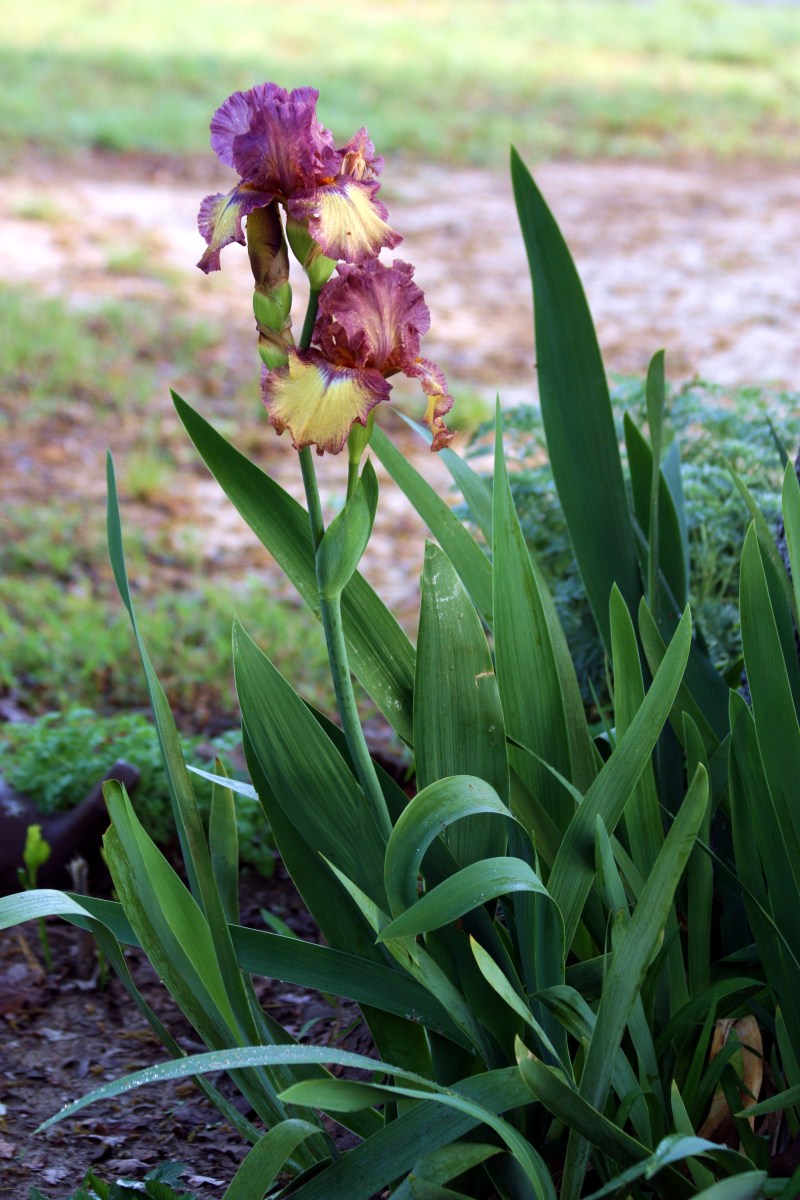 Iris Flowers - Growing, Facts and History - HubPages