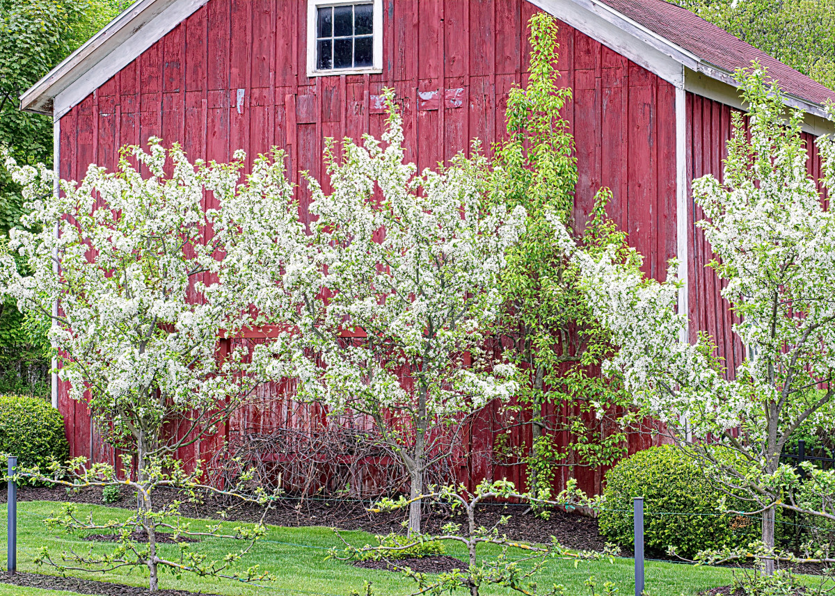 9 Amazing Spring-Flowering Trees - HubPages