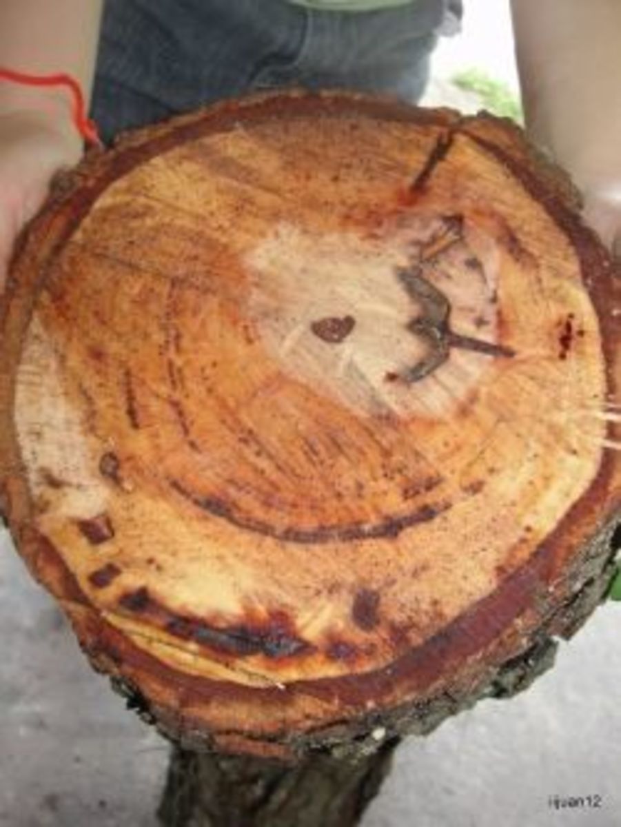 Trees, Leaves, Stems, and Roots Lesson - HubPages