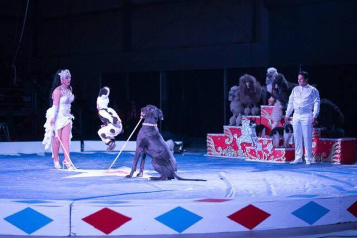 Circus in the 21st Century: A Portrait of Circus United - HubPages