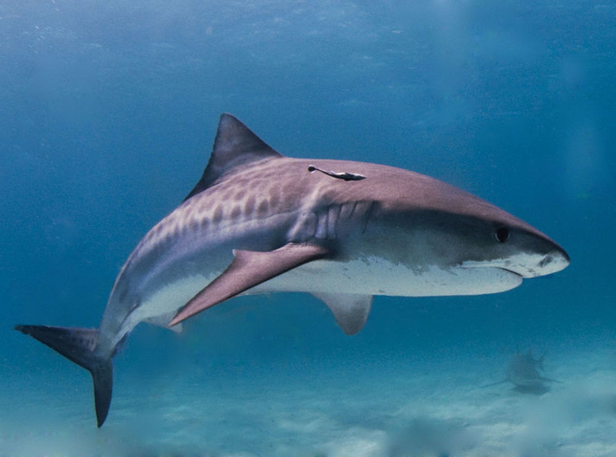 Top 10 Deadliest Sharks in the World - HubPages