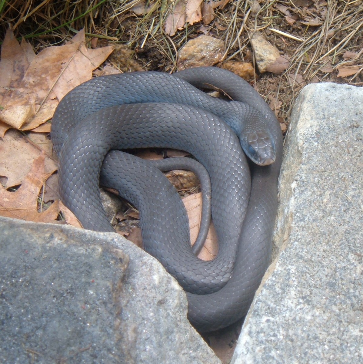 Snakes, Salamanders, and More in Connecticut Yards and Gardens - HubPages
