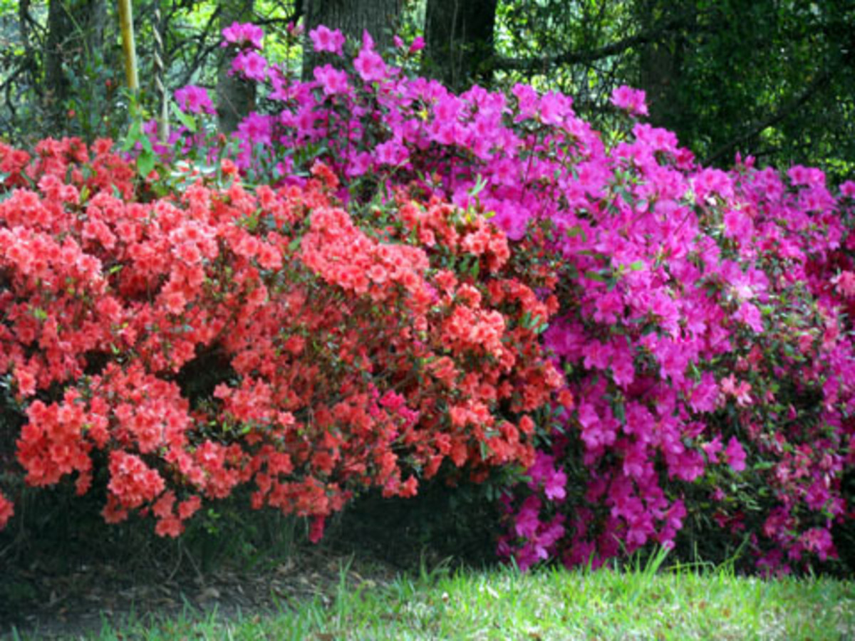 Beautiful Southern Trees and Flowers - HubPages