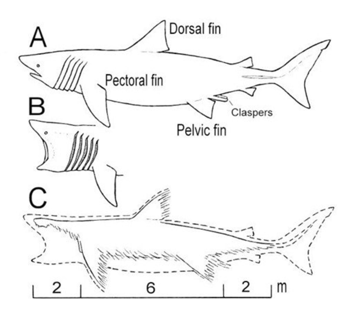 Revisiting the Zuiyo-maru "Sea Monster" - HubPages