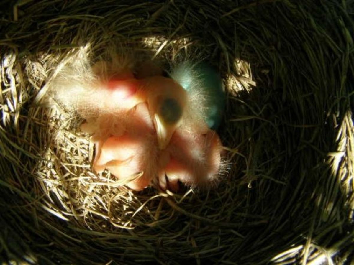 Backyard Baby Robins - HubPages