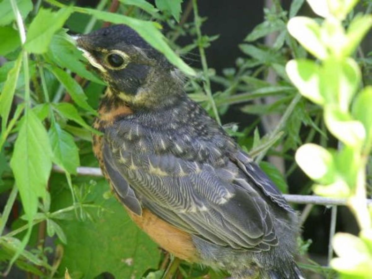 Backyard Baby Robins - HubPages