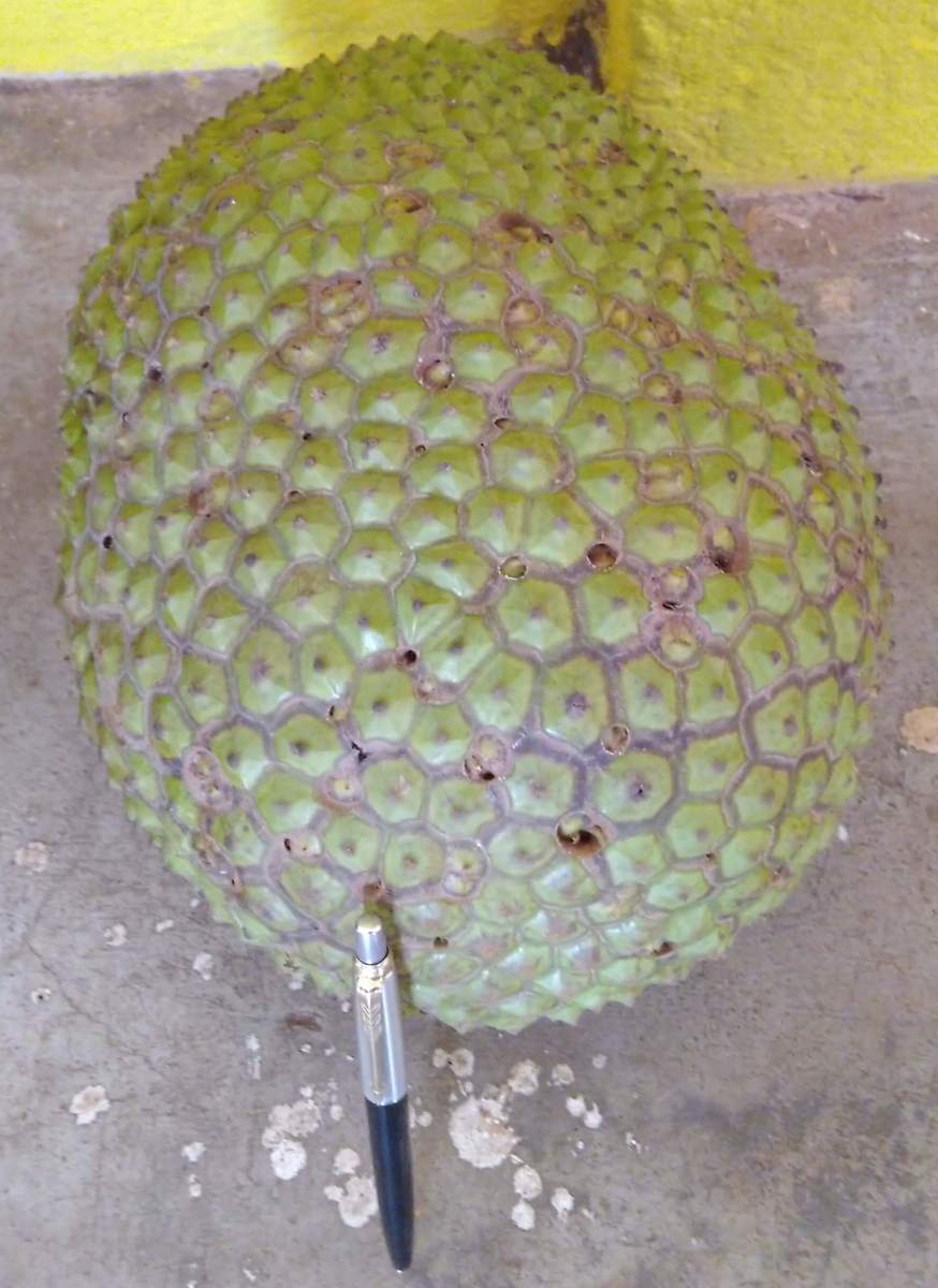 Jackfruit Trees for Delicious Recipes, Feed and Timber for Poverty ...