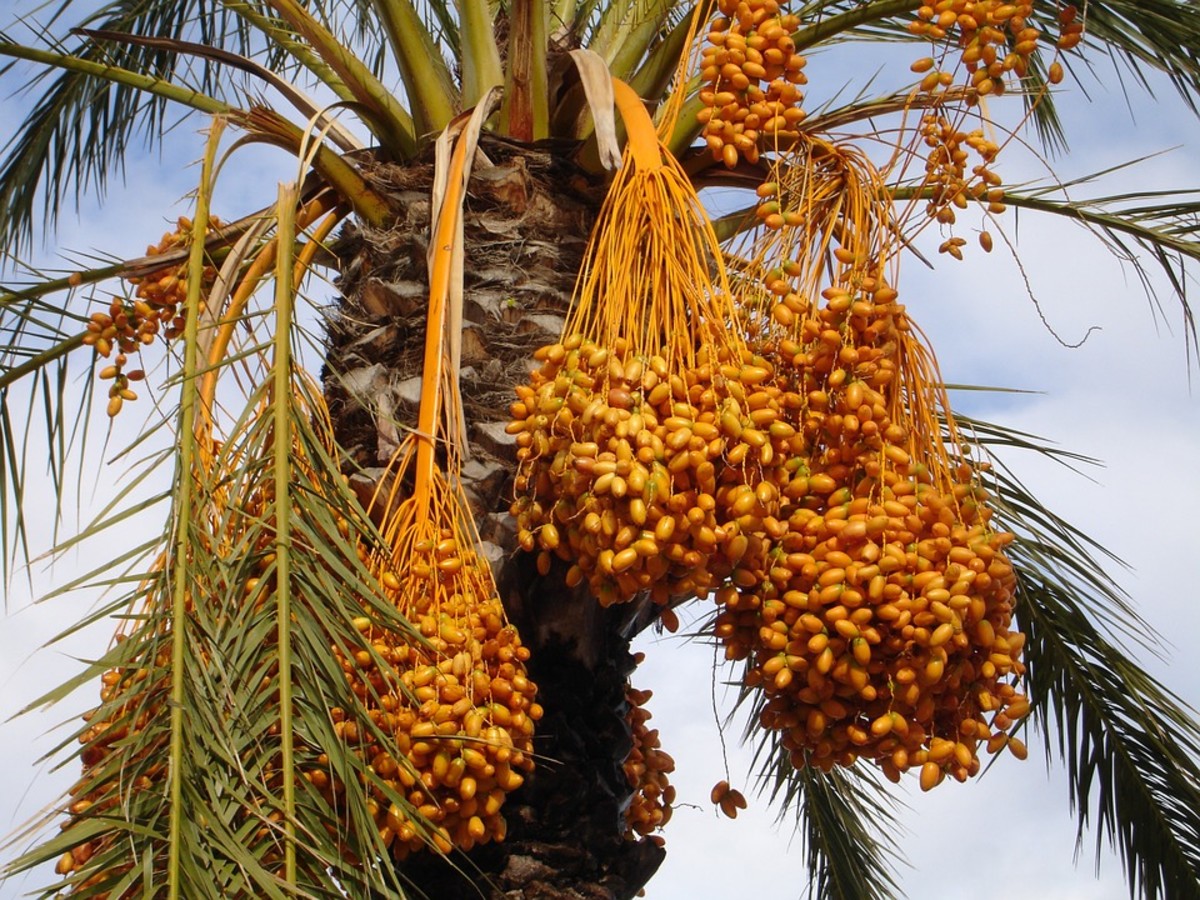 Five Potential Health Benefits Dates and Prunes Have in Common - HubPages