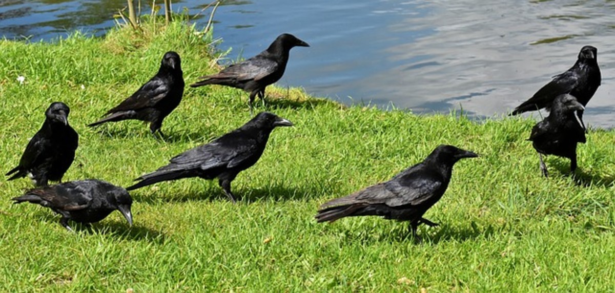 The Carrion Crow's Lifestyle - HubPages