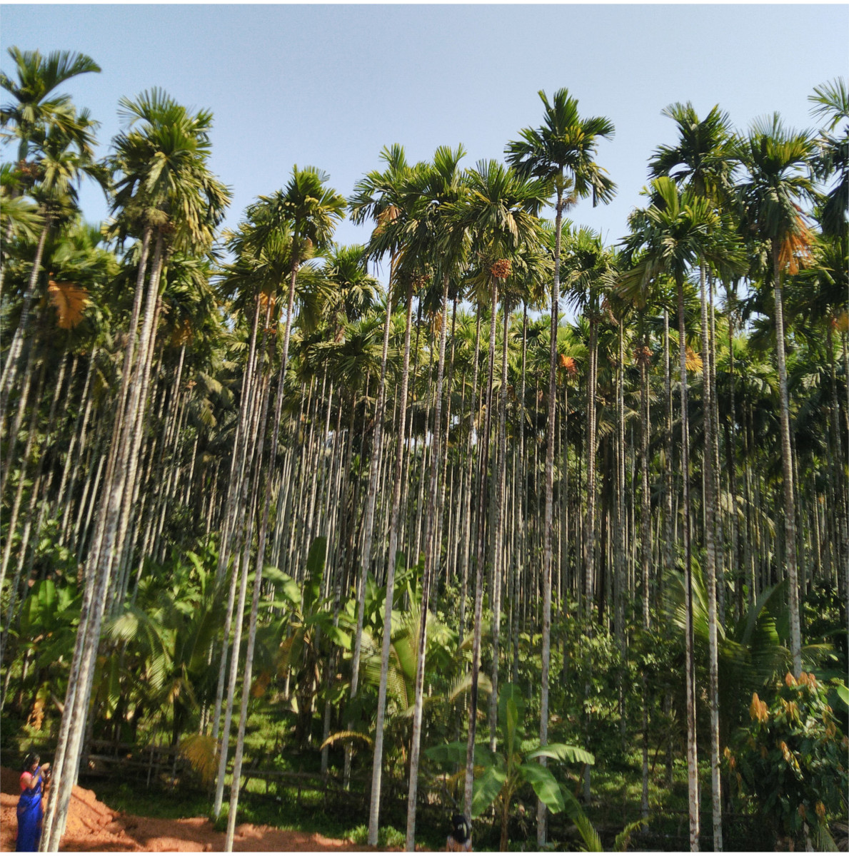 Elegant Palms as Perennial Icons of the Garden - HubPages