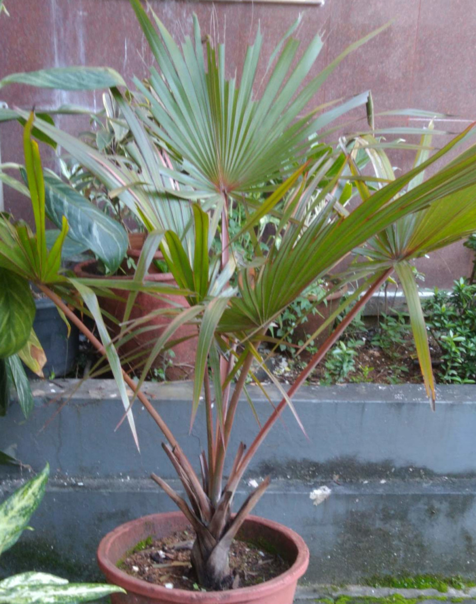 Elegant Palms as Perennial Icons of the Garden - HubPages