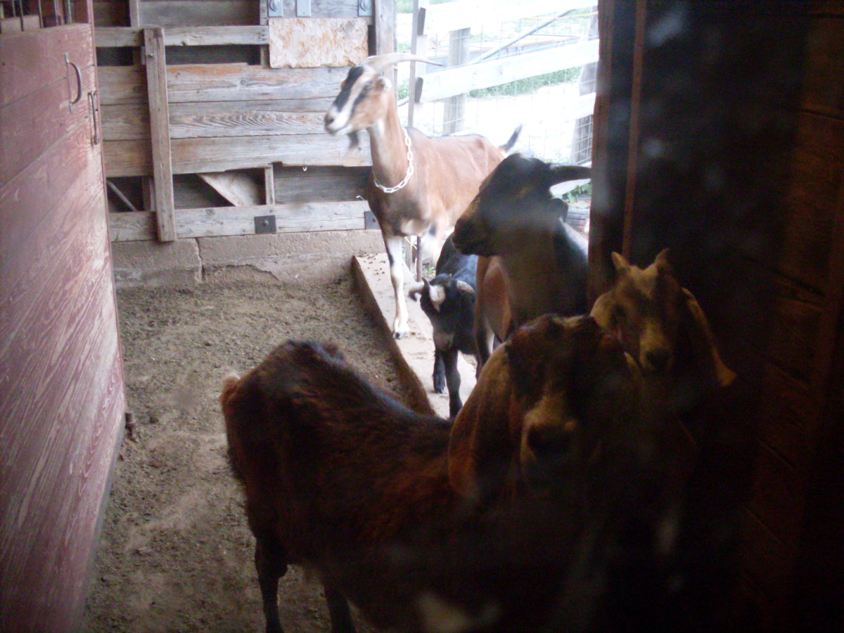 Milking the Goats: A Photo Essay on Dairy Goat Care at Milking Time ...