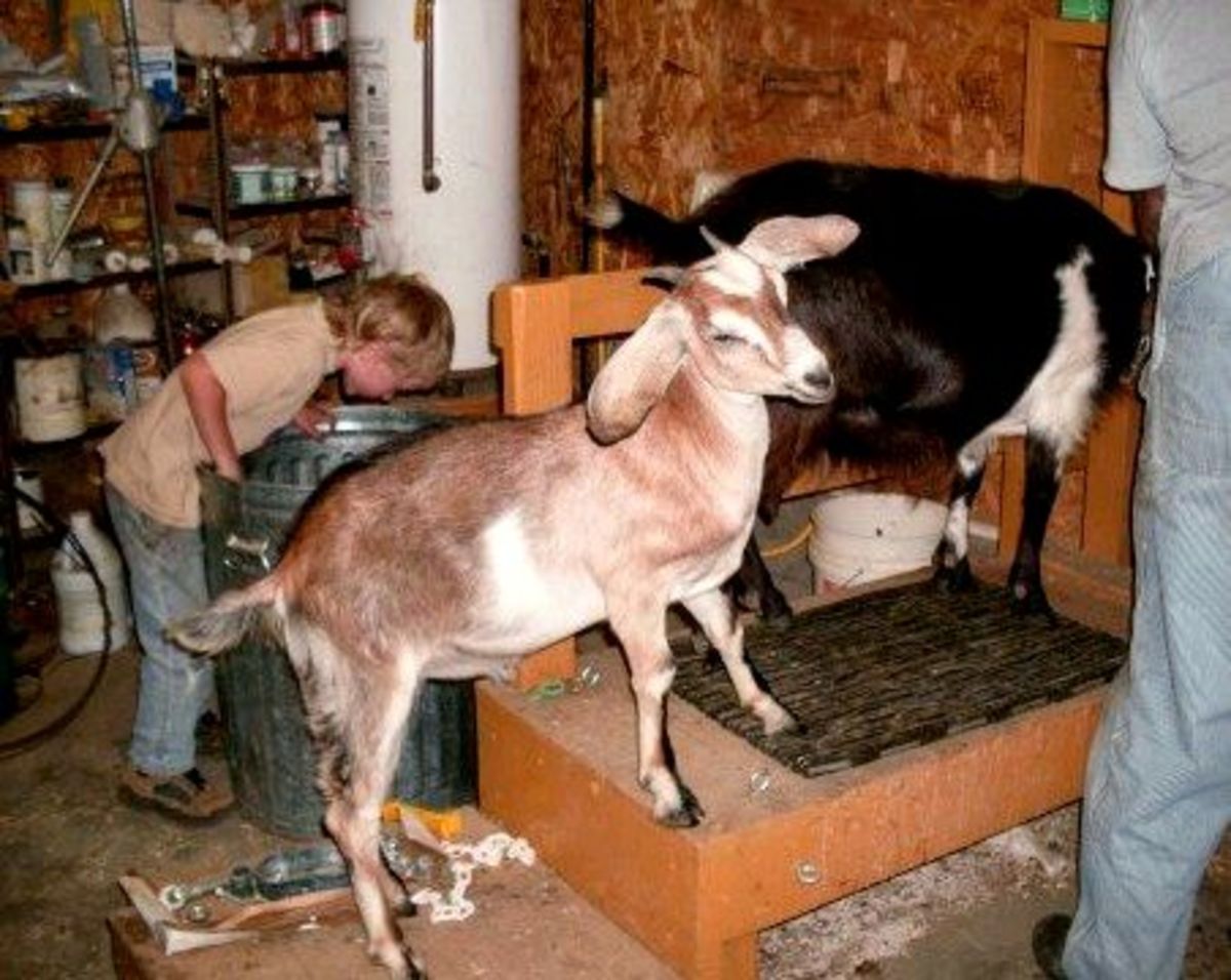 Milking the Goats: A Photo Essay on Dairy Goat Care at Milking Time ...