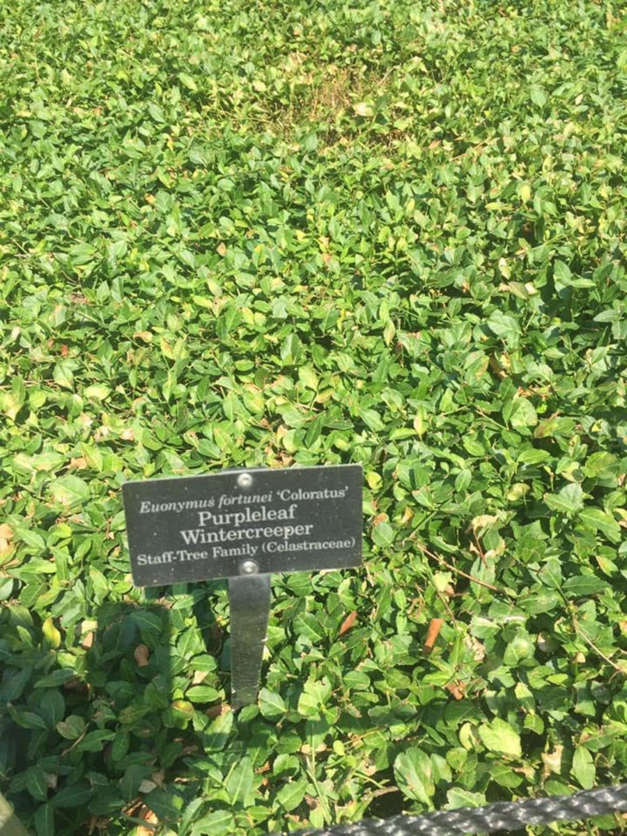 How to Grow Wintercreeper, an Evergreen Ground Cover - Dengarden