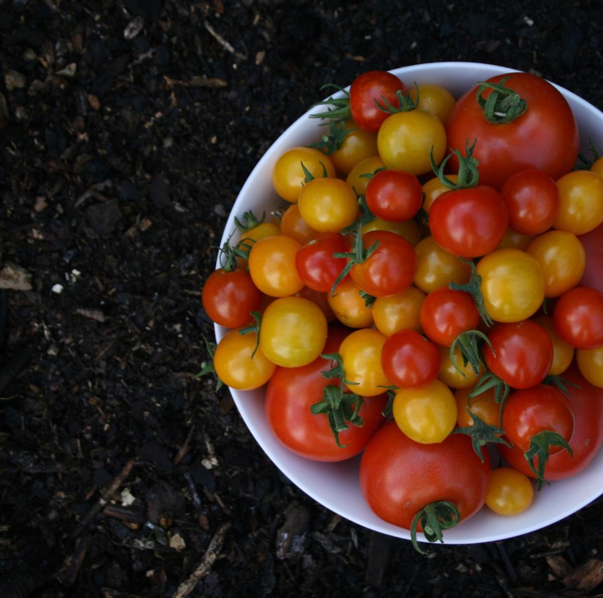How to Get the Highest Yield and Best Flavor From Tomatoes - Dengarden