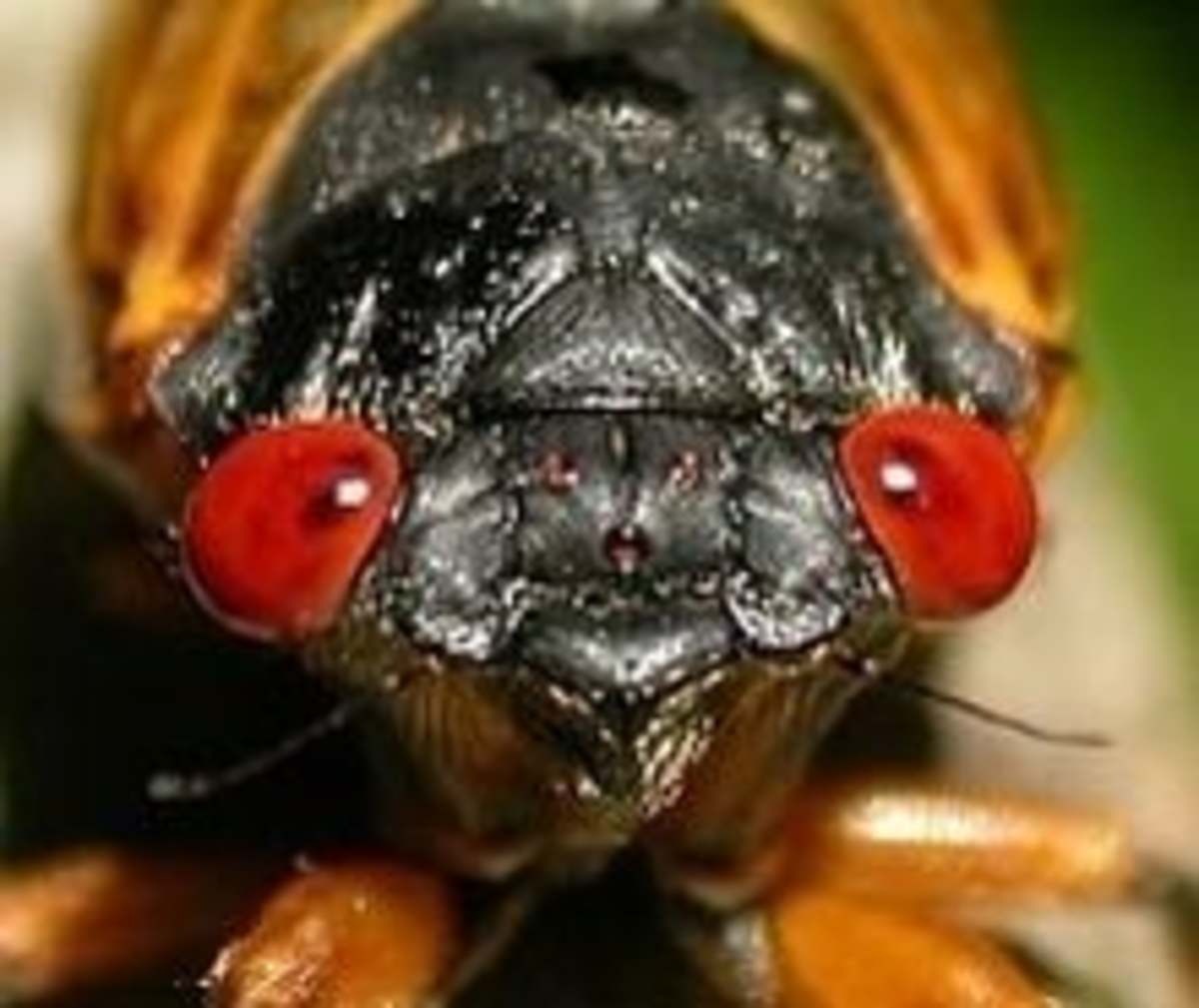 Cicada Facts, Fun, and Photos - HubPages