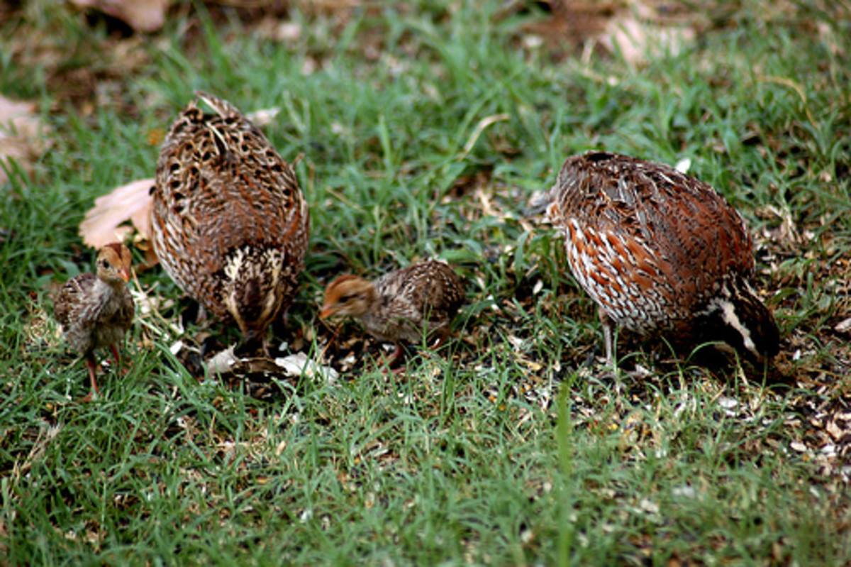 Bobwhite! Member of the Quail Family and a Fond Memory From My ...